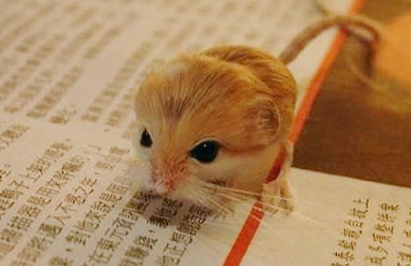 Baby Pygmy Jerboa