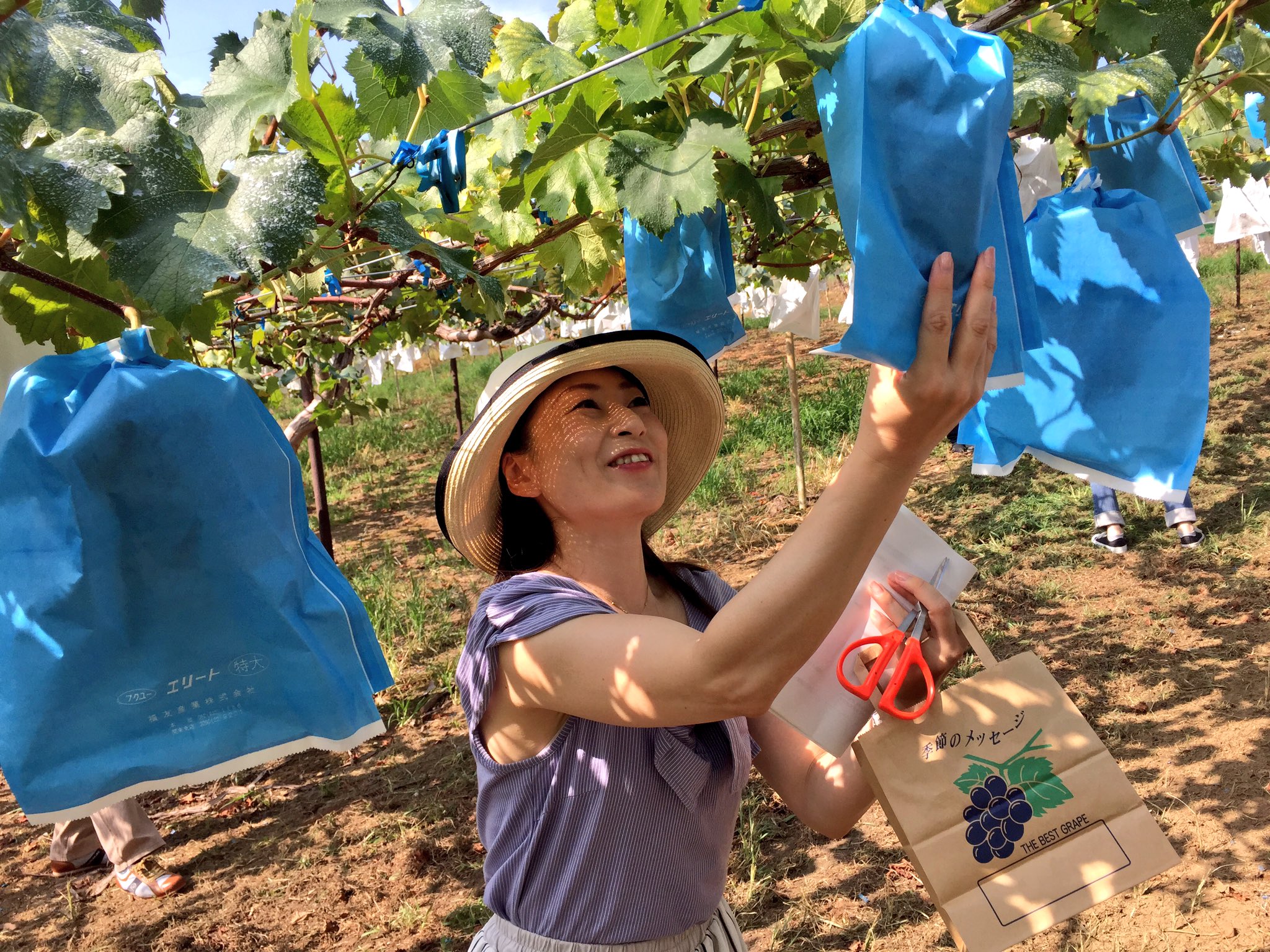 KBCラジオ パオ～ン on Twitter: "巨峰狩りナウ！です！#kbc_paon #バスツアー #巨峰狩り 🍇🍇🍇…