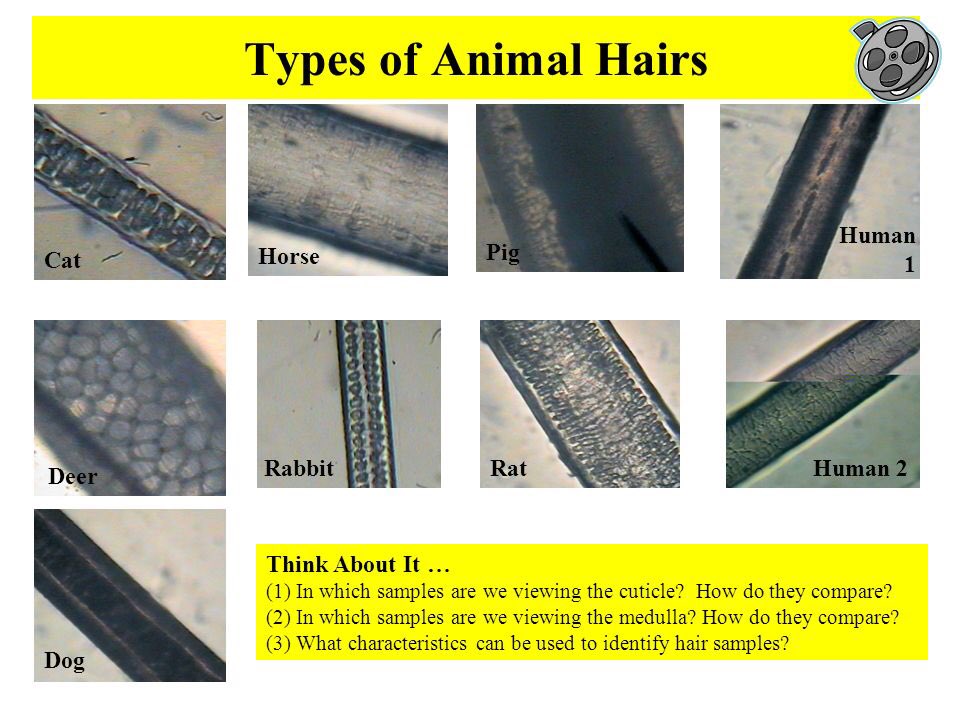 Rabbit Hair Microscope