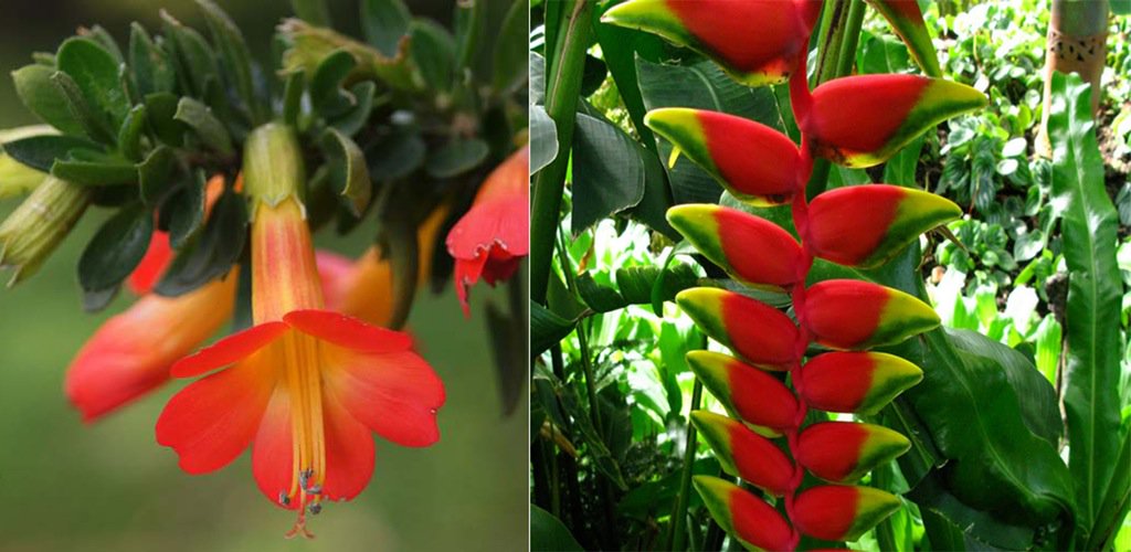 La kantuta y el patujú - scoopnest.com