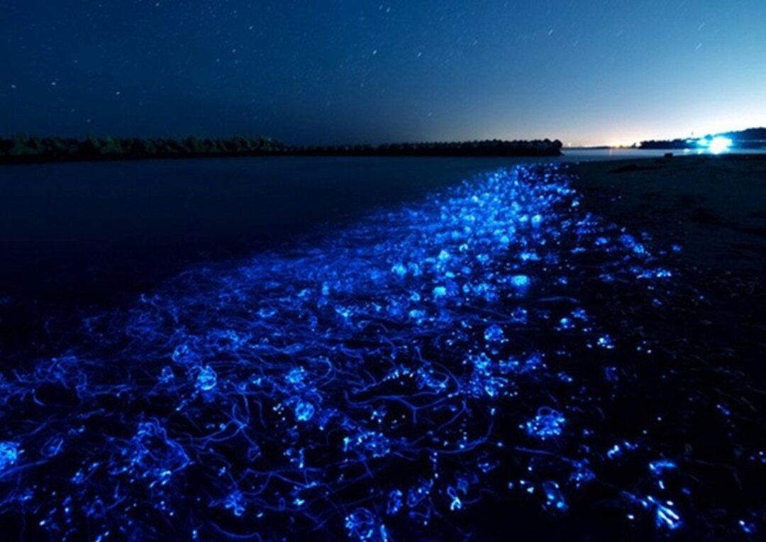 Firefly Squid Beach