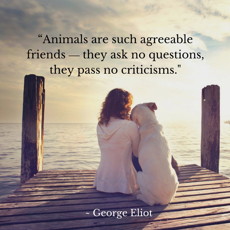 Friendship Memes Animals