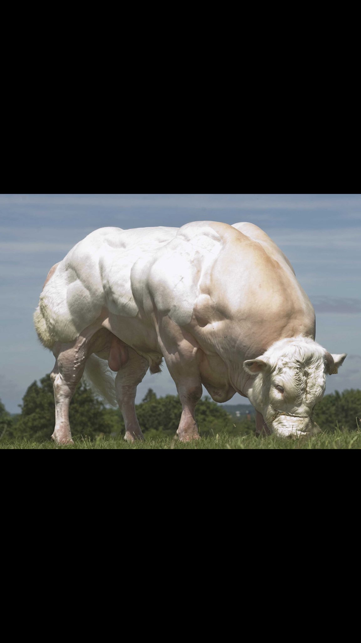Steroid Bull