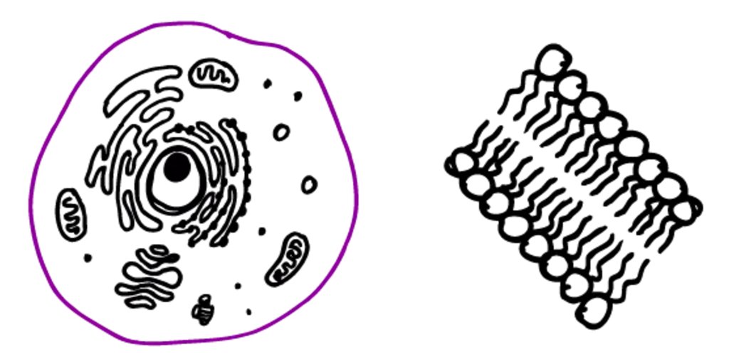 Simple Cell Wall Drawing
