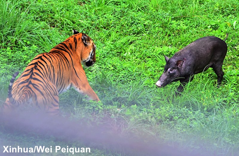 Go savage! Endangered South China tiger hunts wild boar as re-wilding ...