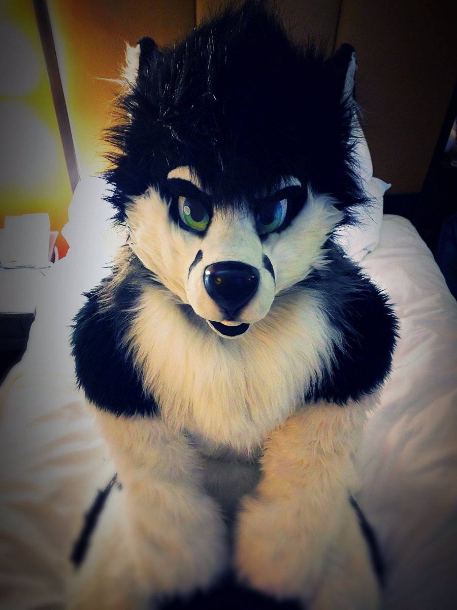 Mori Mutt@FurTheMore (@MoriMutt) | Twitter