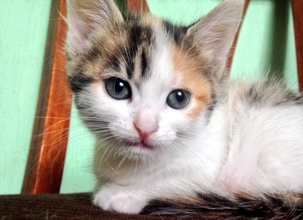 Остап (@Ostap_Vyshnia) | Twitter