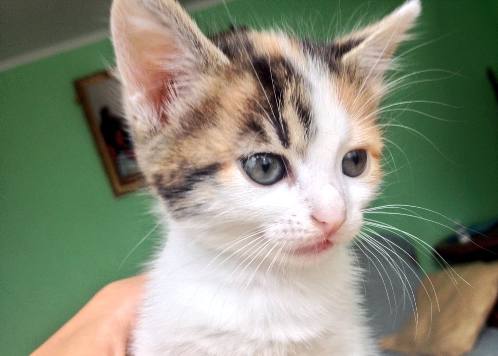 Остап (@Ostap_Vyshnia) | Twitter