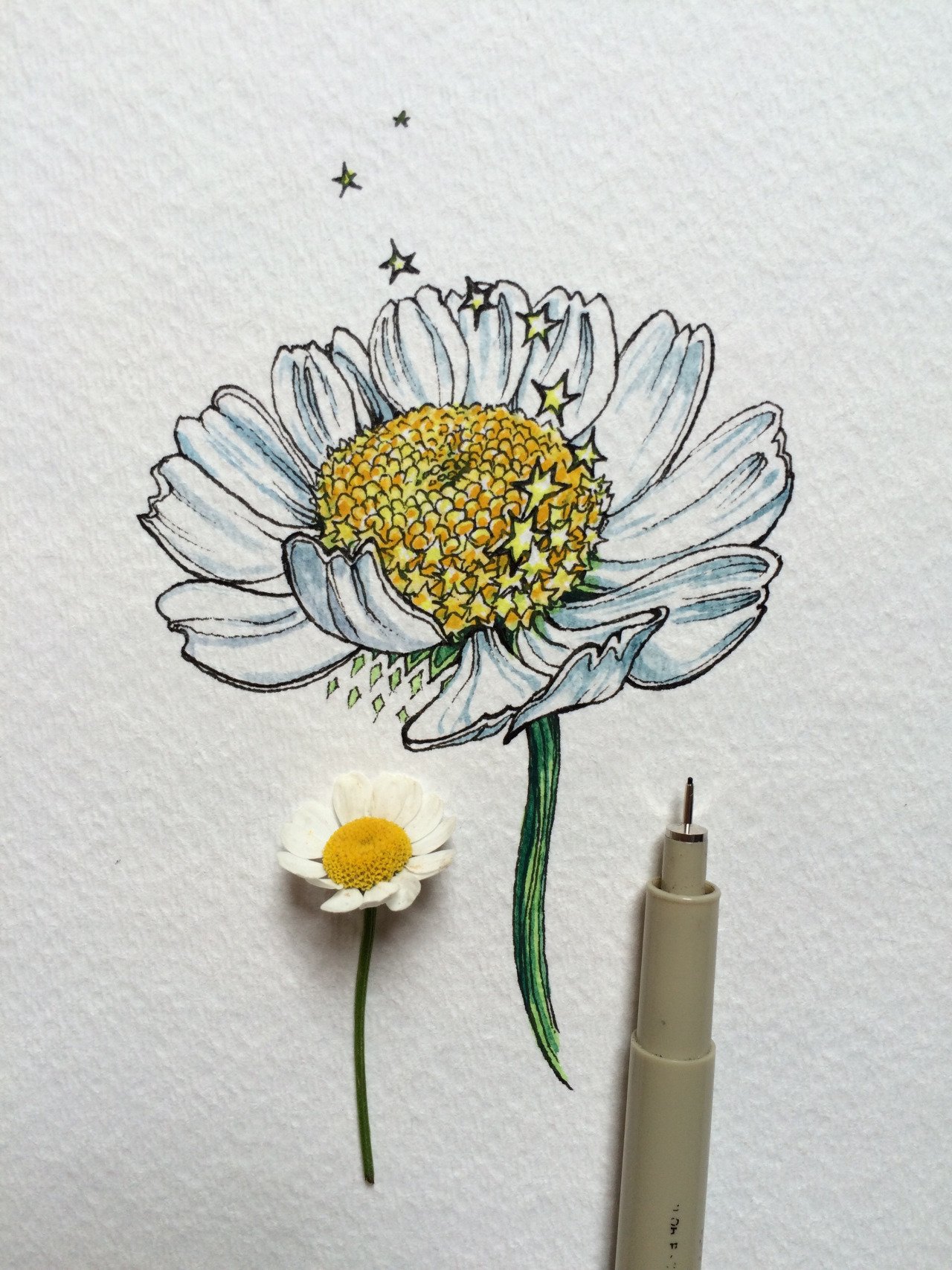 Daisy Flower Drawing Tumblr