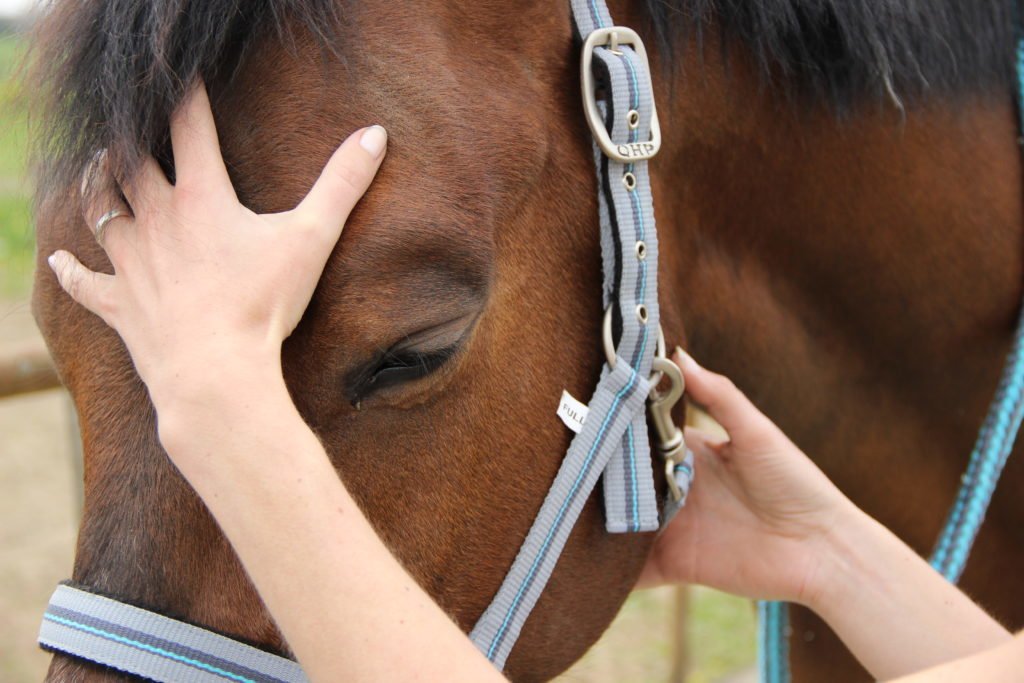 Equicare-Plus (@EquicarePlus) | Twitter