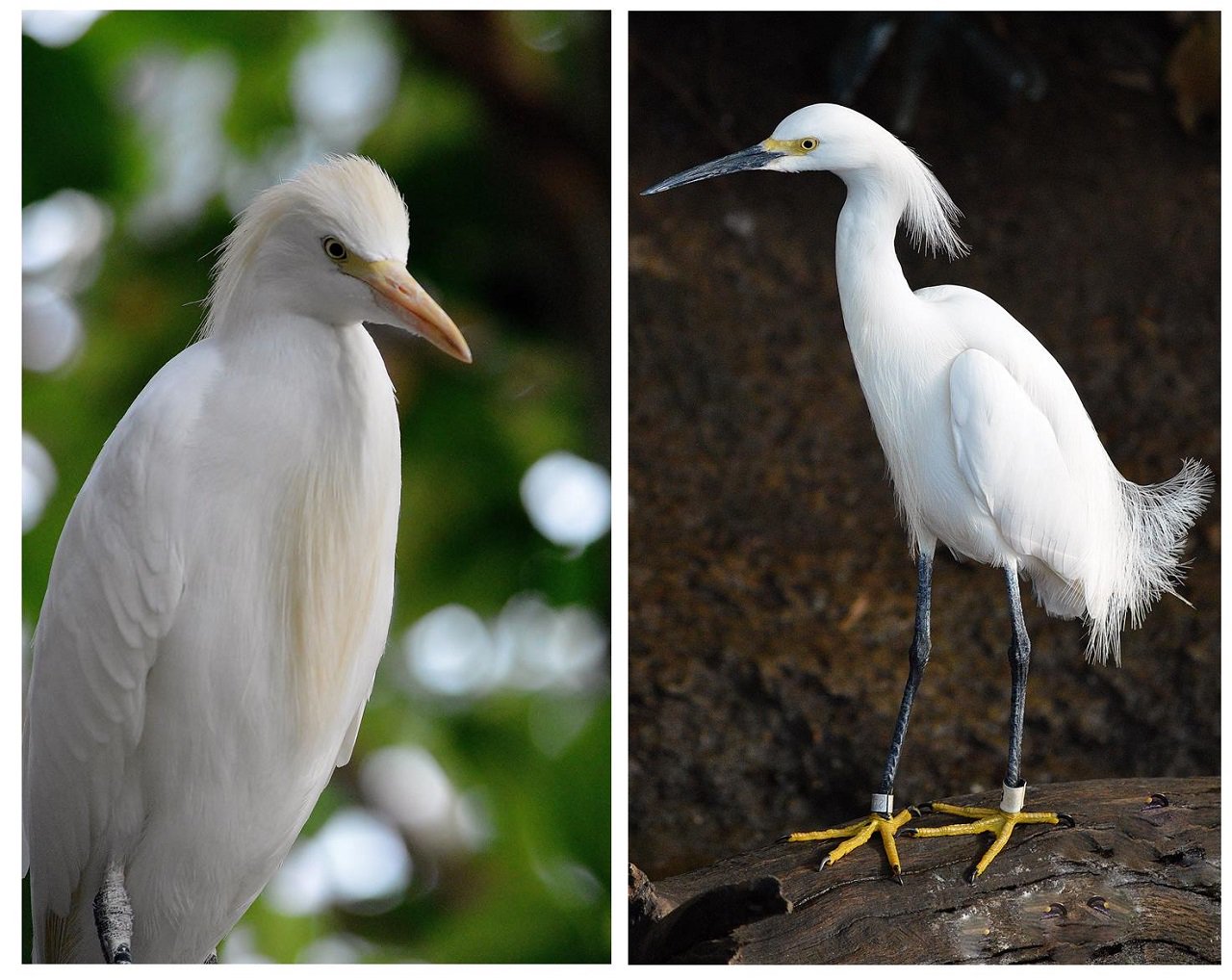 Egret With Yellow Feet