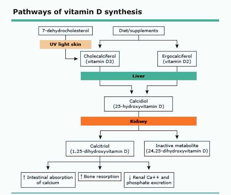 Diagram Of Vitamin D Synthesis