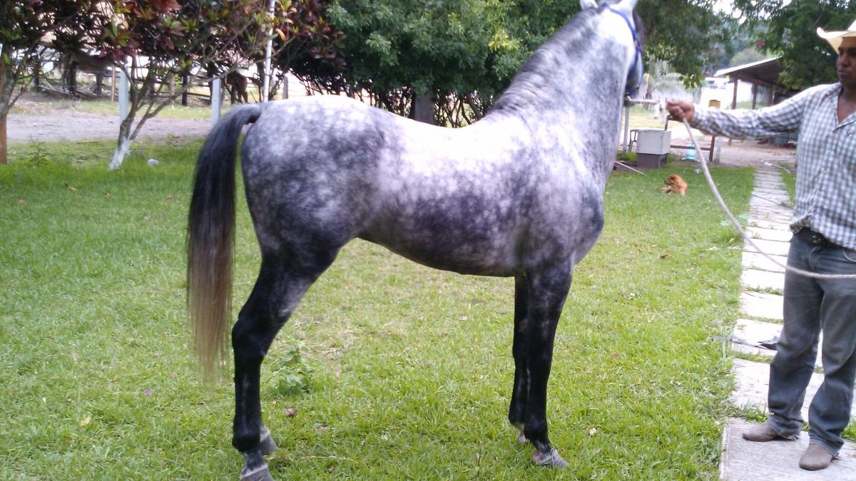 Caballos Aztecas En Venta