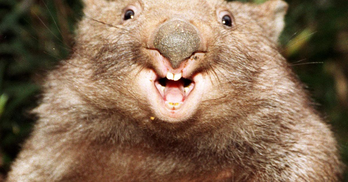 A friendly reminder that wombats can attack people, if threatened ...