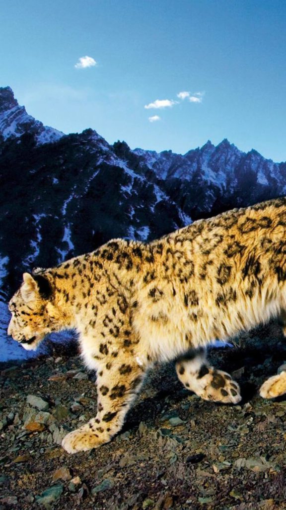 Snow Leopard Iphone Wallpaper