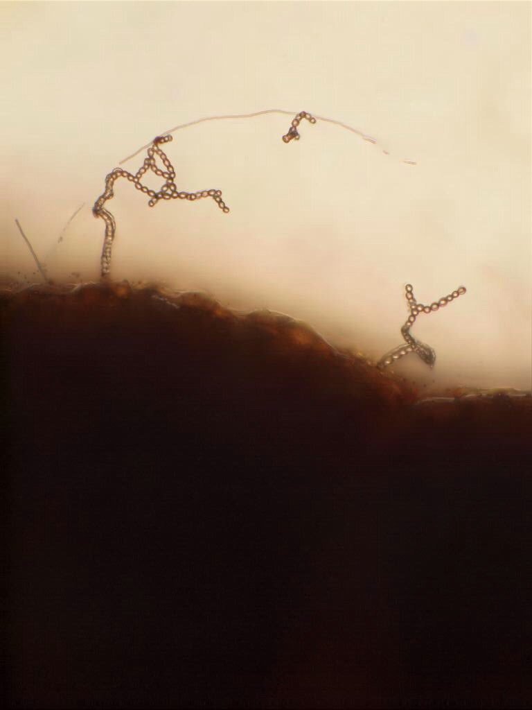 「第四回日本珍菌賞」ただいま選考中！ - Togetter [トゥギャッター]