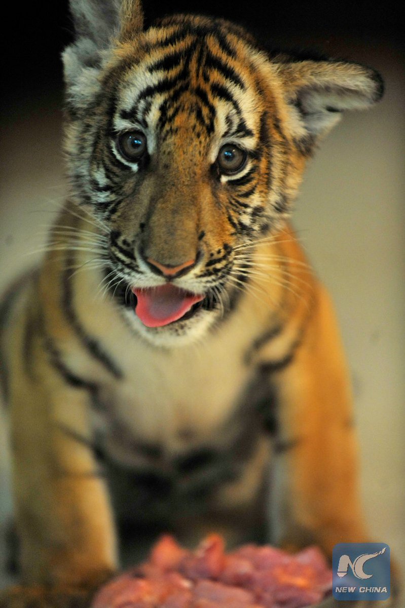 Photos: Twin South China tiger cubs born at Nanchang Zoo in East China ...
