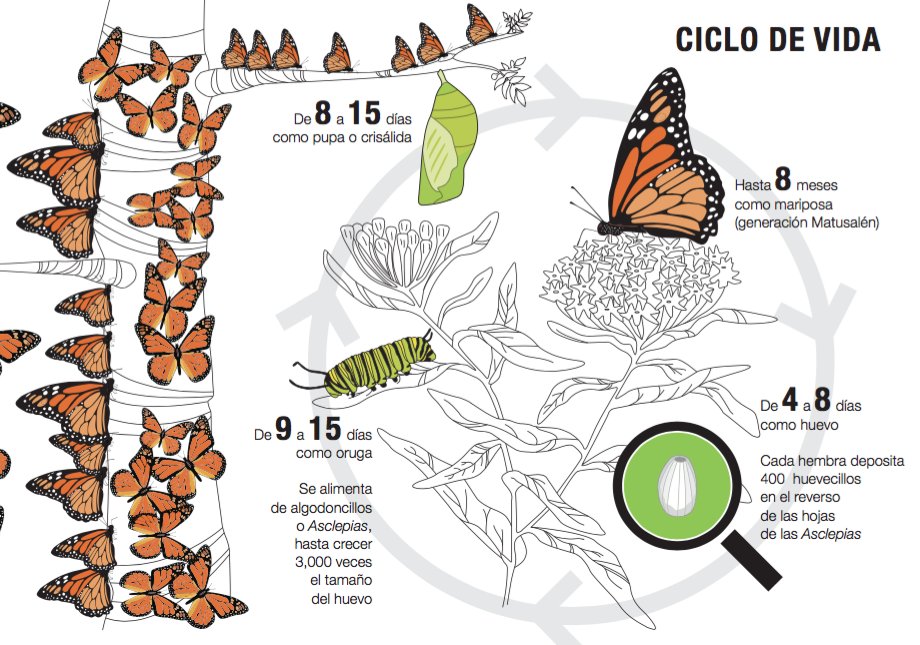 El ciclo de vida de la Monarca nos ayuda a entender la importancia de ...