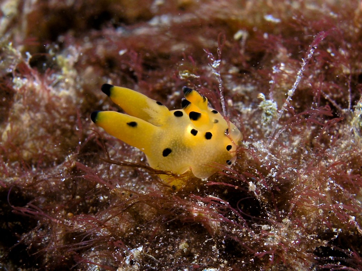 Real-life Pokémon? Meet the 'Pikachu sea slug', aka thecacera pacifica ...