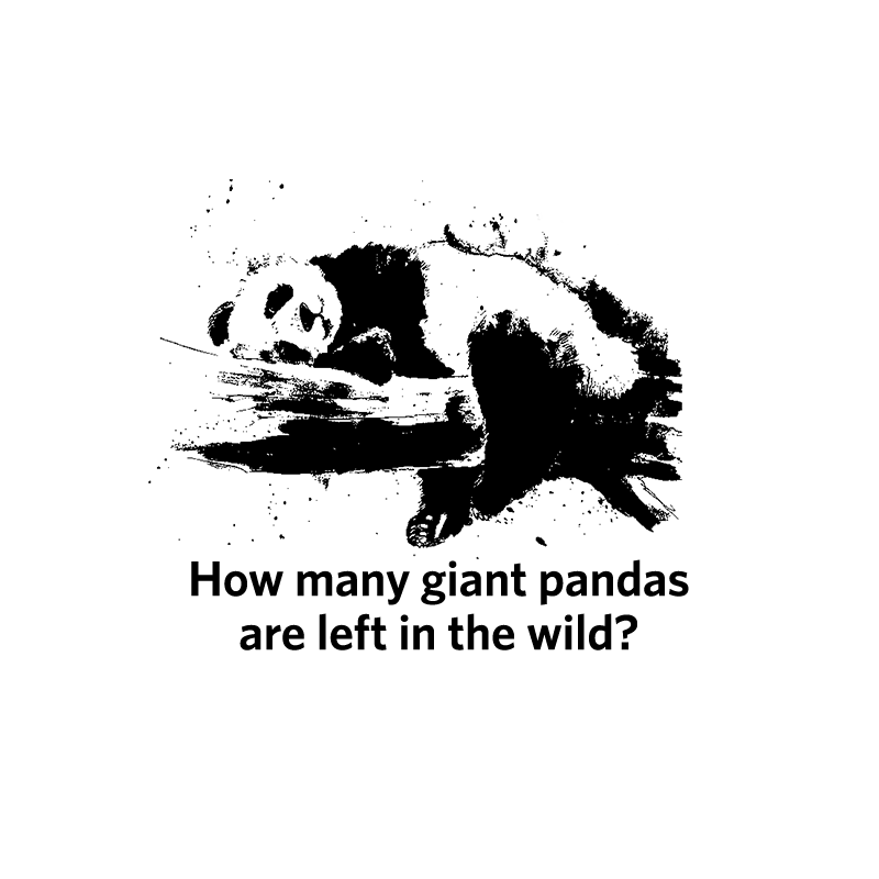 Panda Pop Quiz: How many pandas are left in the wild? Click for the ...