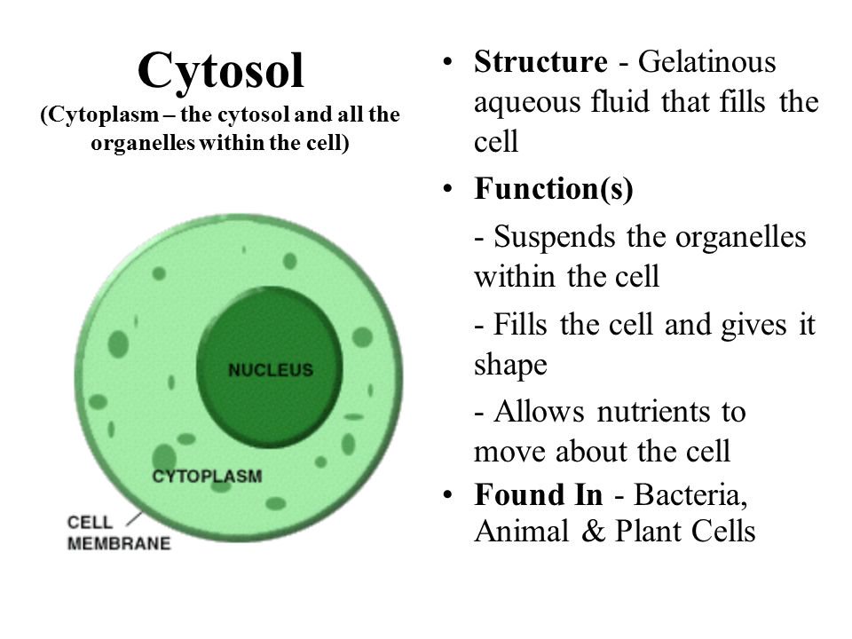 Cytosol