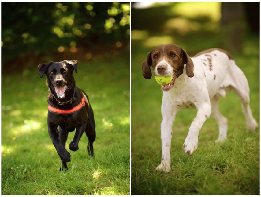 NationalDogDay Which WM police dog is your fave? RT for Labrador Molly ...