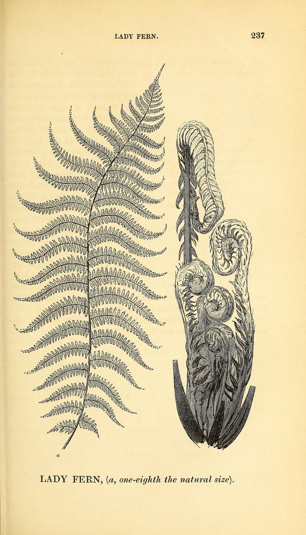 Lady Fern Drawing