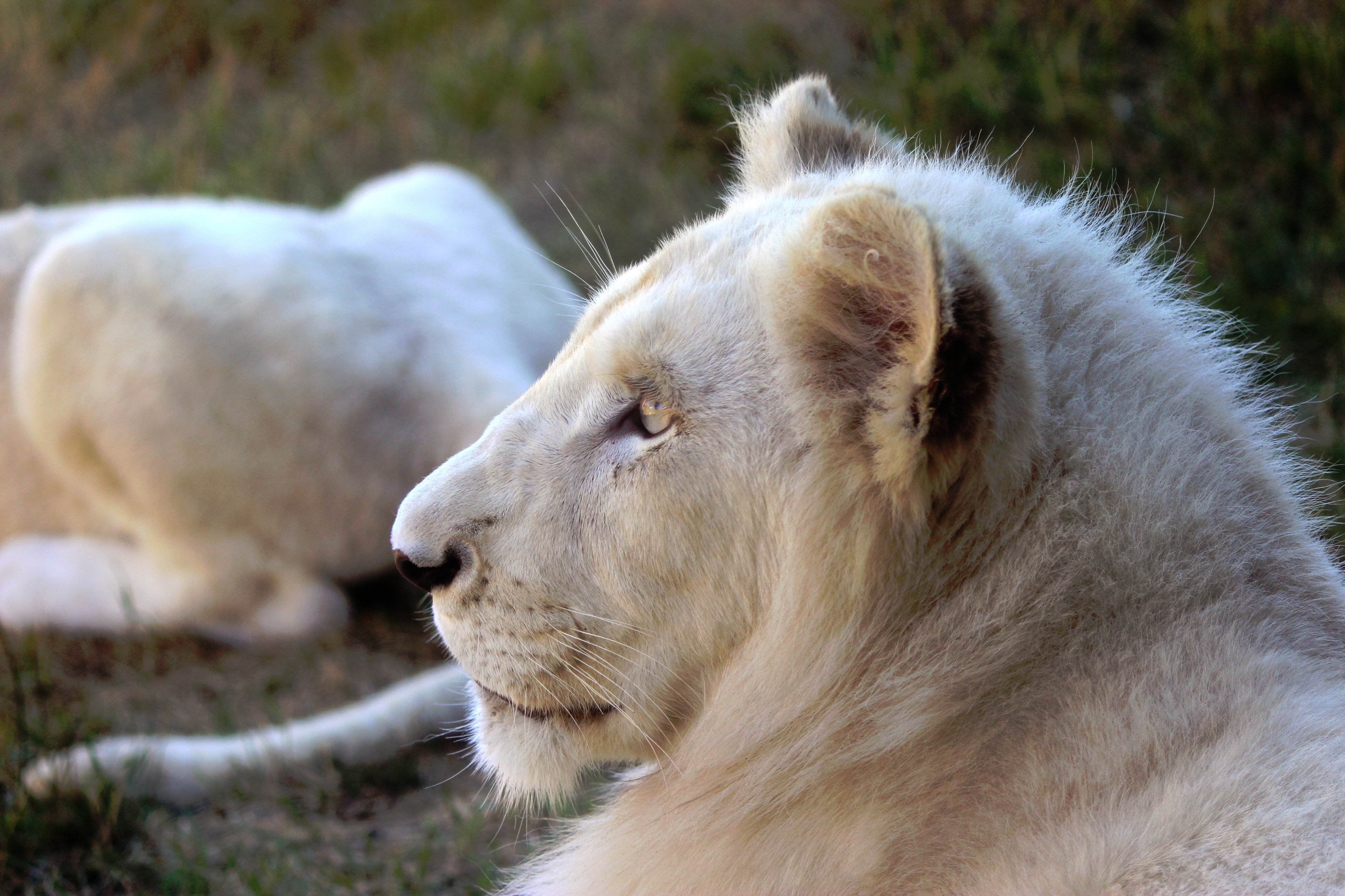 Funny White Lion