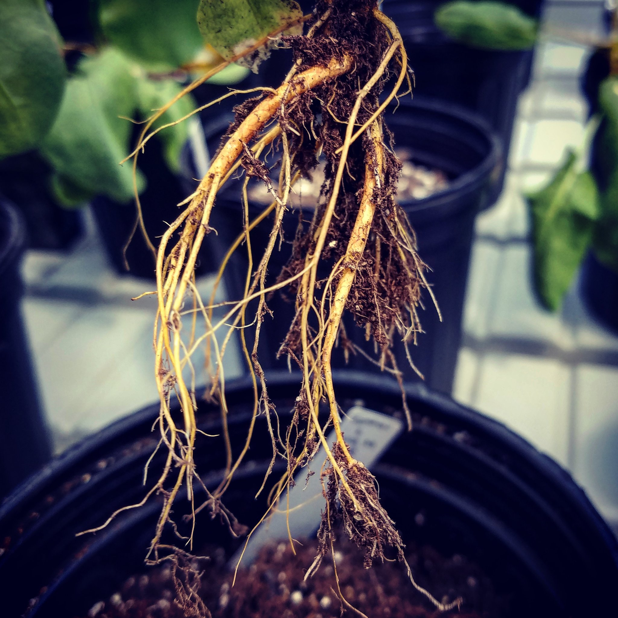 Sorrel Root