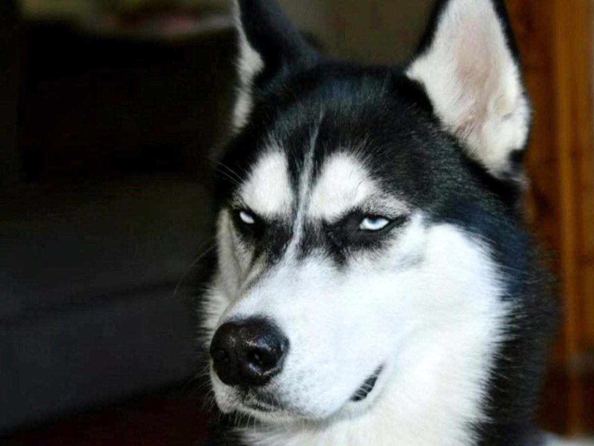 Grumpy Husky