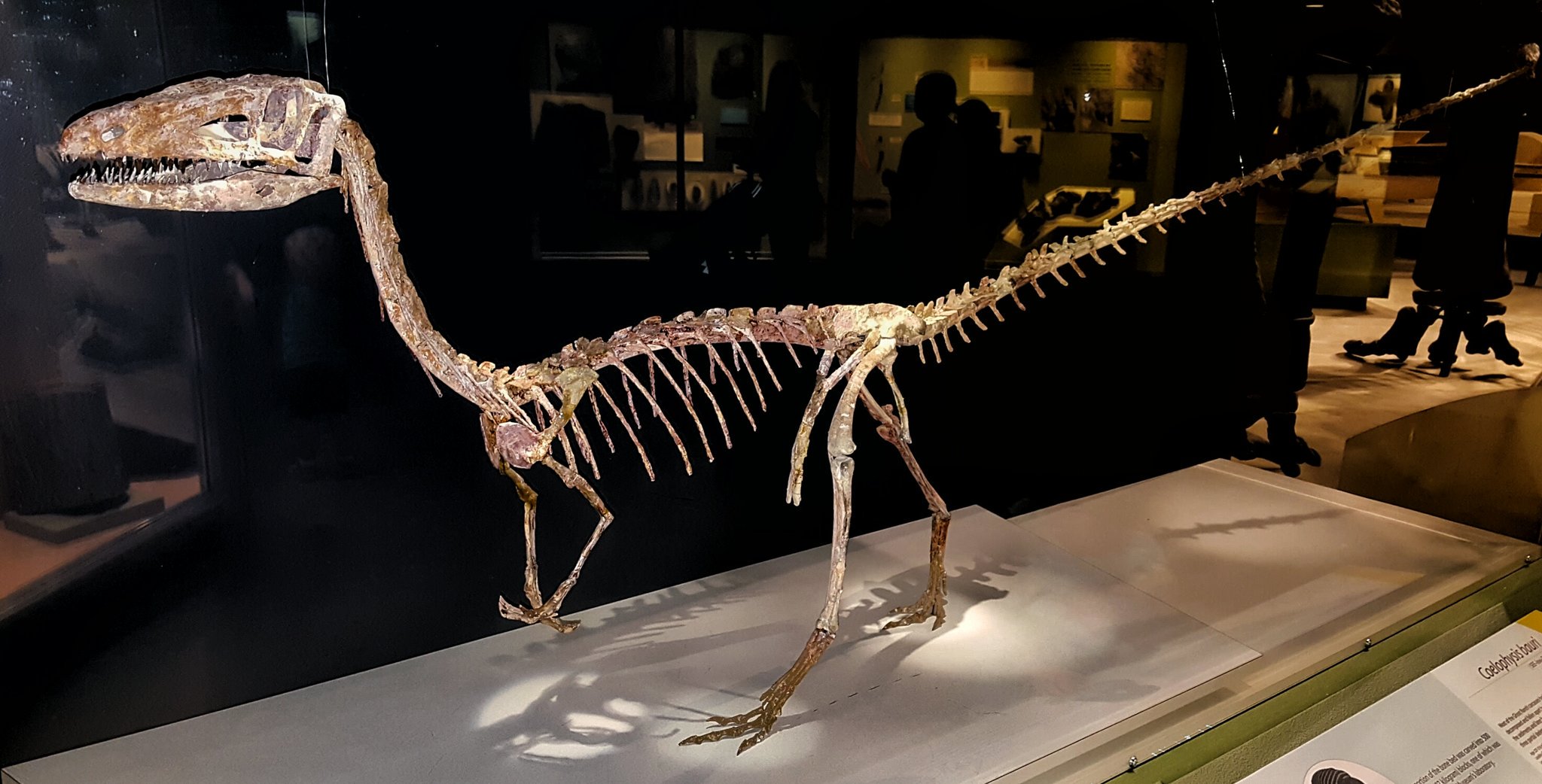 Coelophysis Skeleton