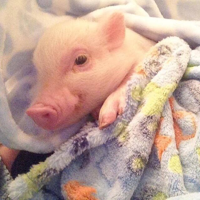 Sleepy Piglet