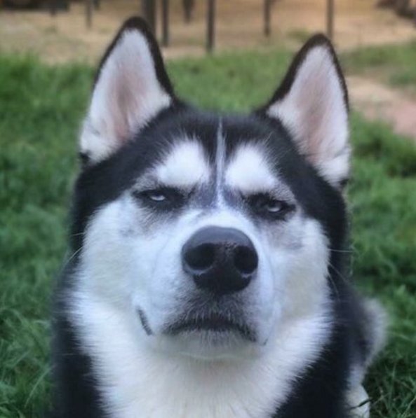 Grrrr! Meet Anuko, the husky who’s making a fortune by being grumpy ...
