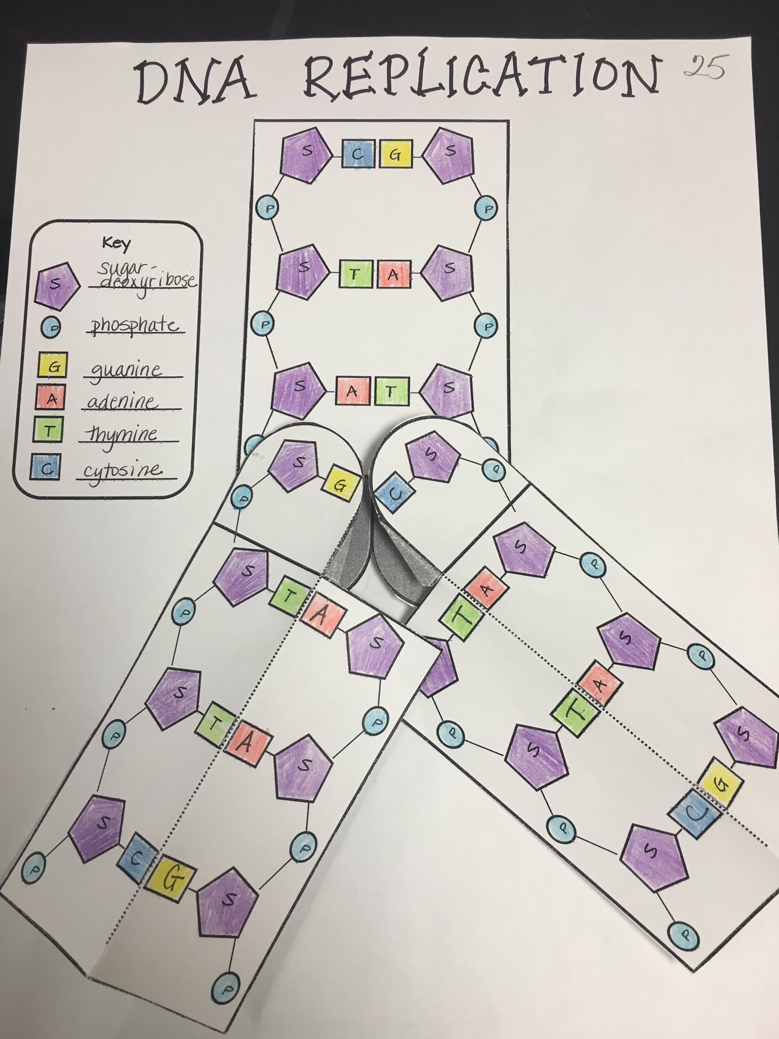 Dna Replication Model Project Ideas