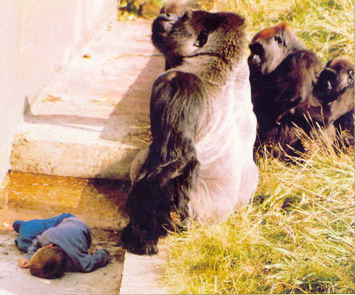 Thirty years on: Remembering Jambo the 'gentle giant' | Channel - ITV News