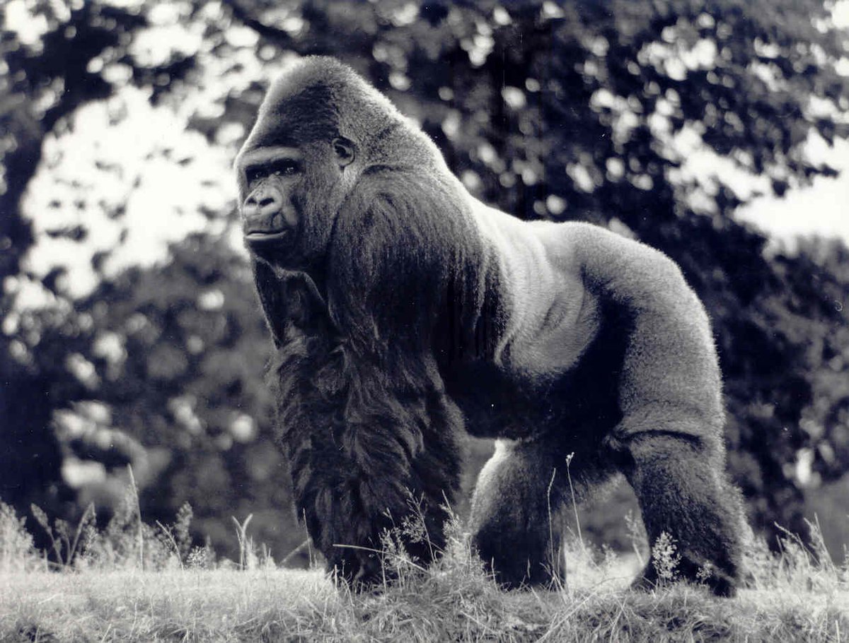 Thirty years on: Remembering Jambo the 'gentle giant' | Channel - ITV News