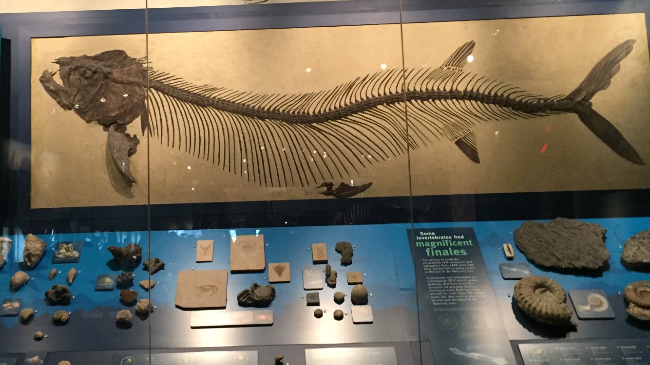 Xiphactinus Skeleton