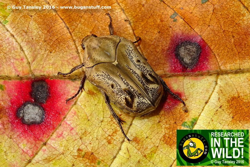 Liturata Flower Beetle | Project Noah