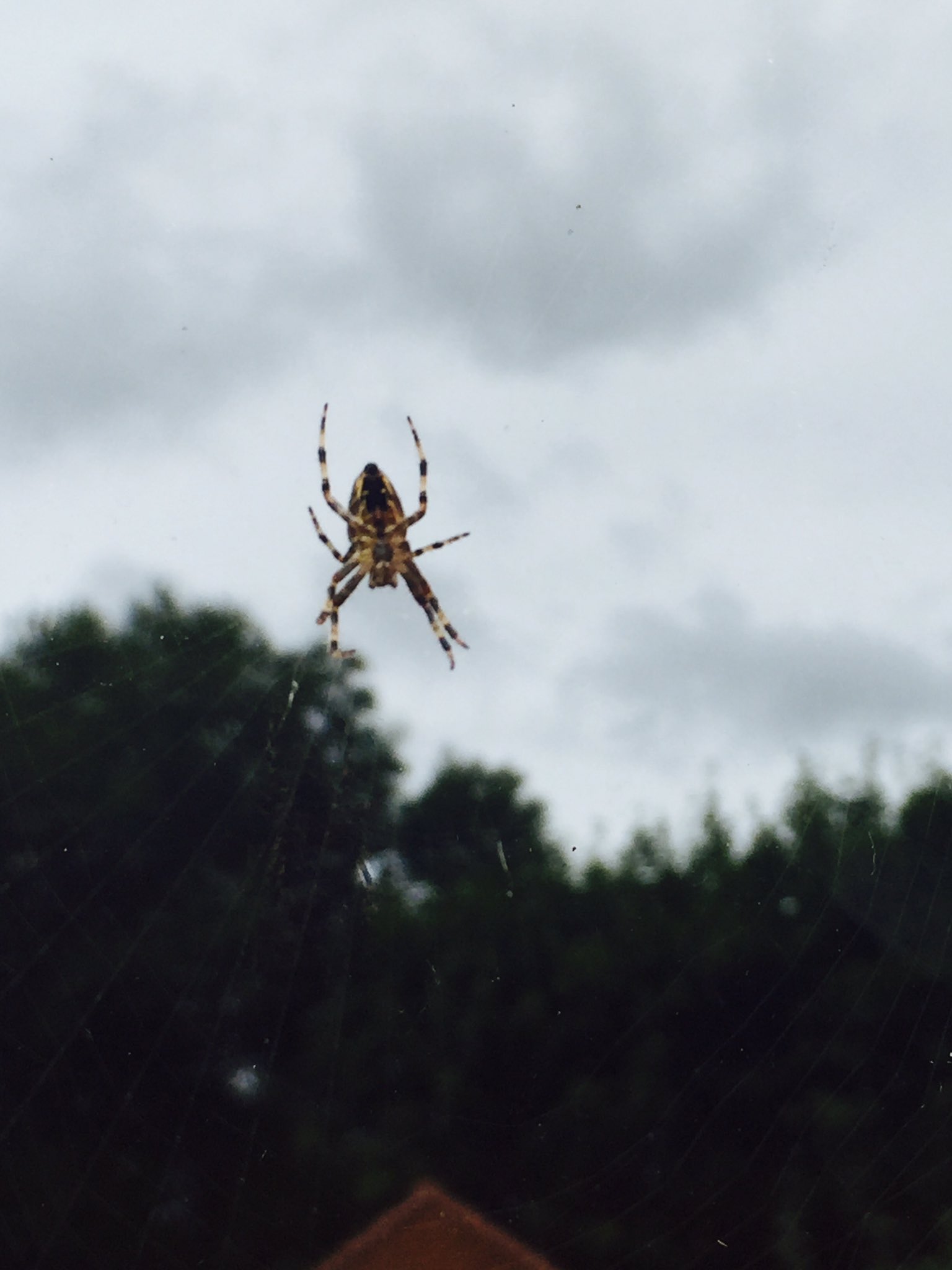 TW Pornstars - Reede Fox. Twitter. Do you think if I let this bite me I ...