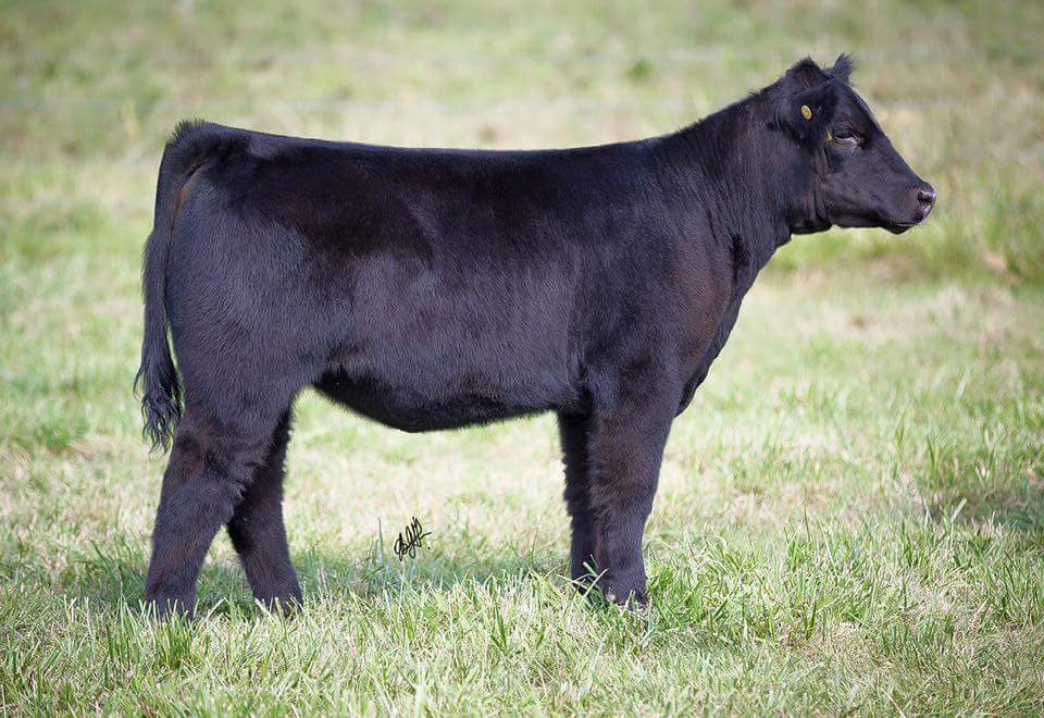 RCC Blog: From Jason Diemer - Maternal Perfection Heifer- Selling In ...