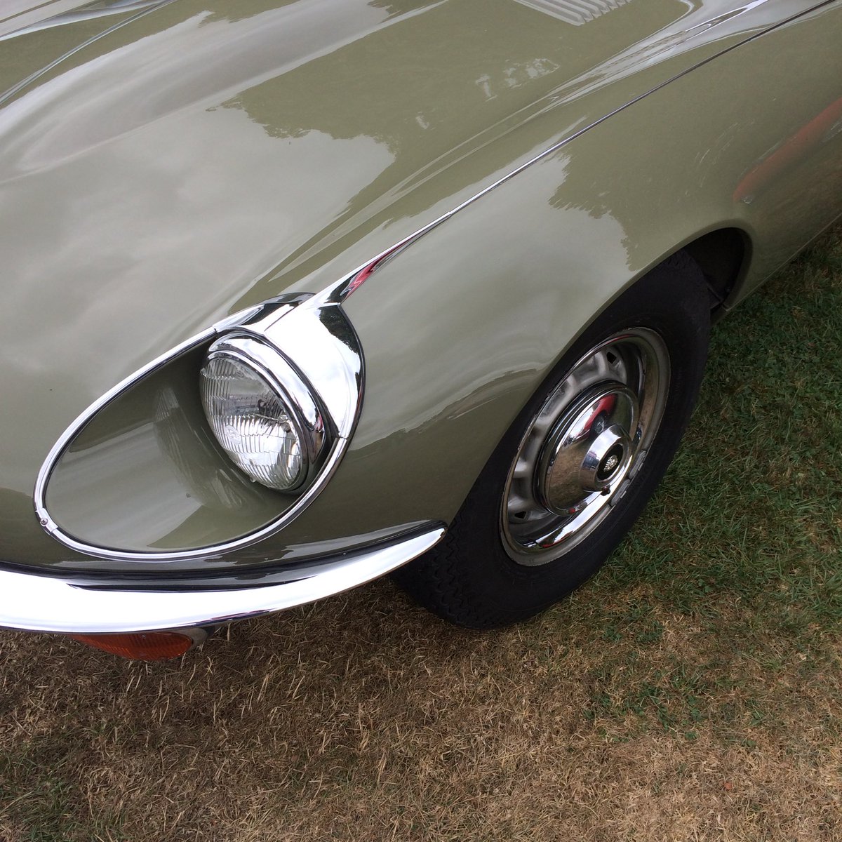 Fern And Grey - Turafebre