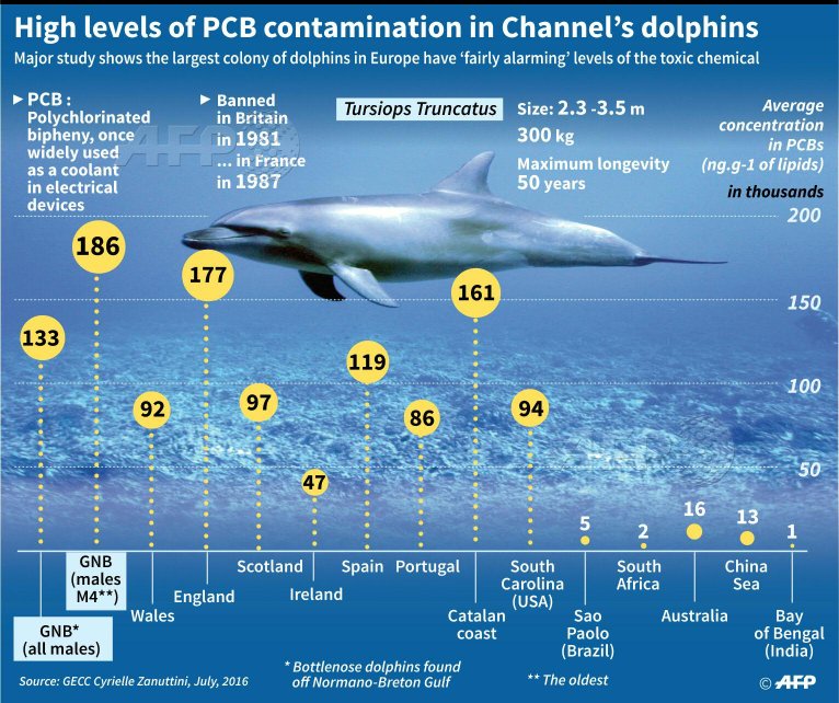 Largest colony of dolphins in Europe have "fairly alarming" levels of ...