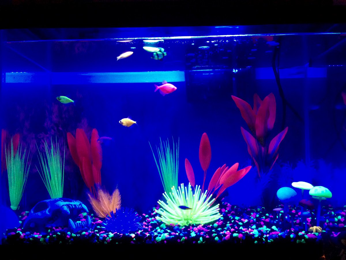 Glofish Tank Ideas