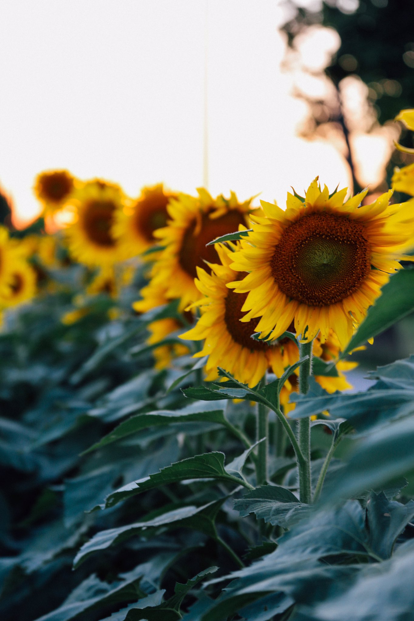 Sunflower Tumblr Wallpaper