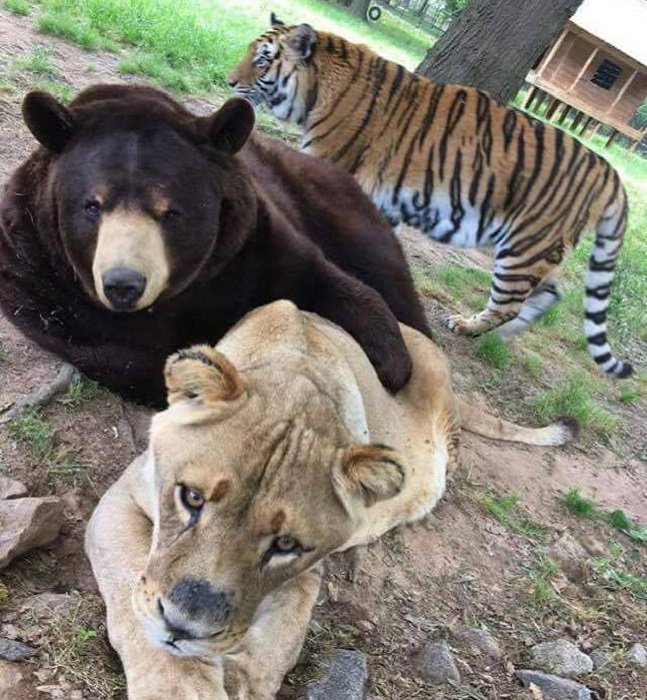 Farewell, Leo: BLT trio's bear and tiger mourn their 'brother' lion's ...