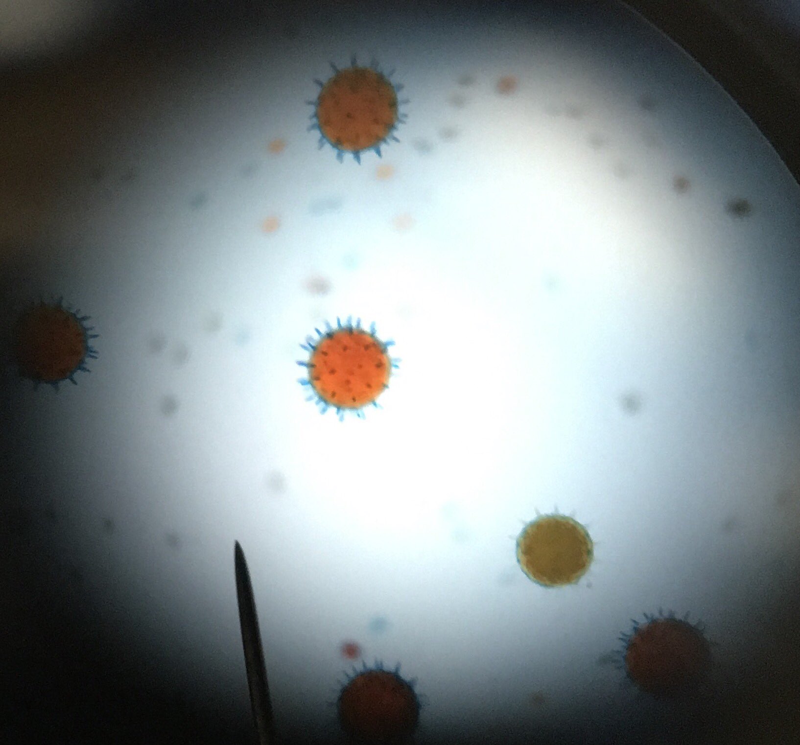 Pollen Grains Under A Microscope