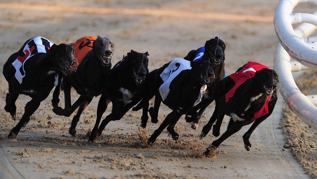 As well as our excellent US Racing, we've got greyhound racing from ...