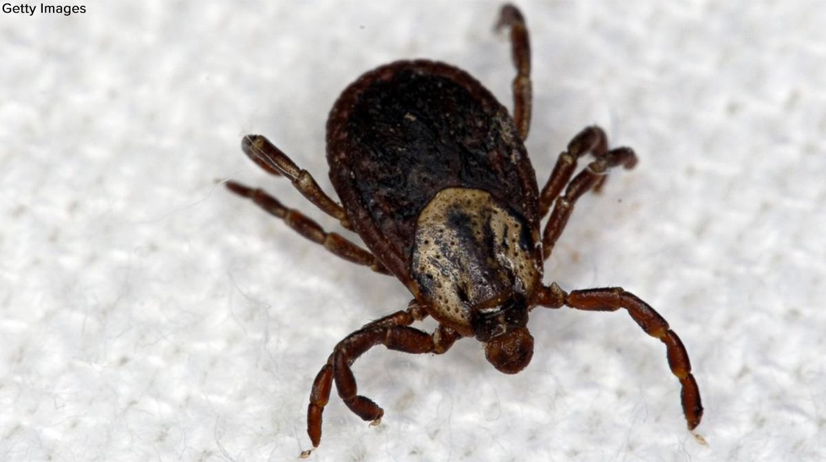 Authorities on alert after one person in Spain dies from rare tick ...
