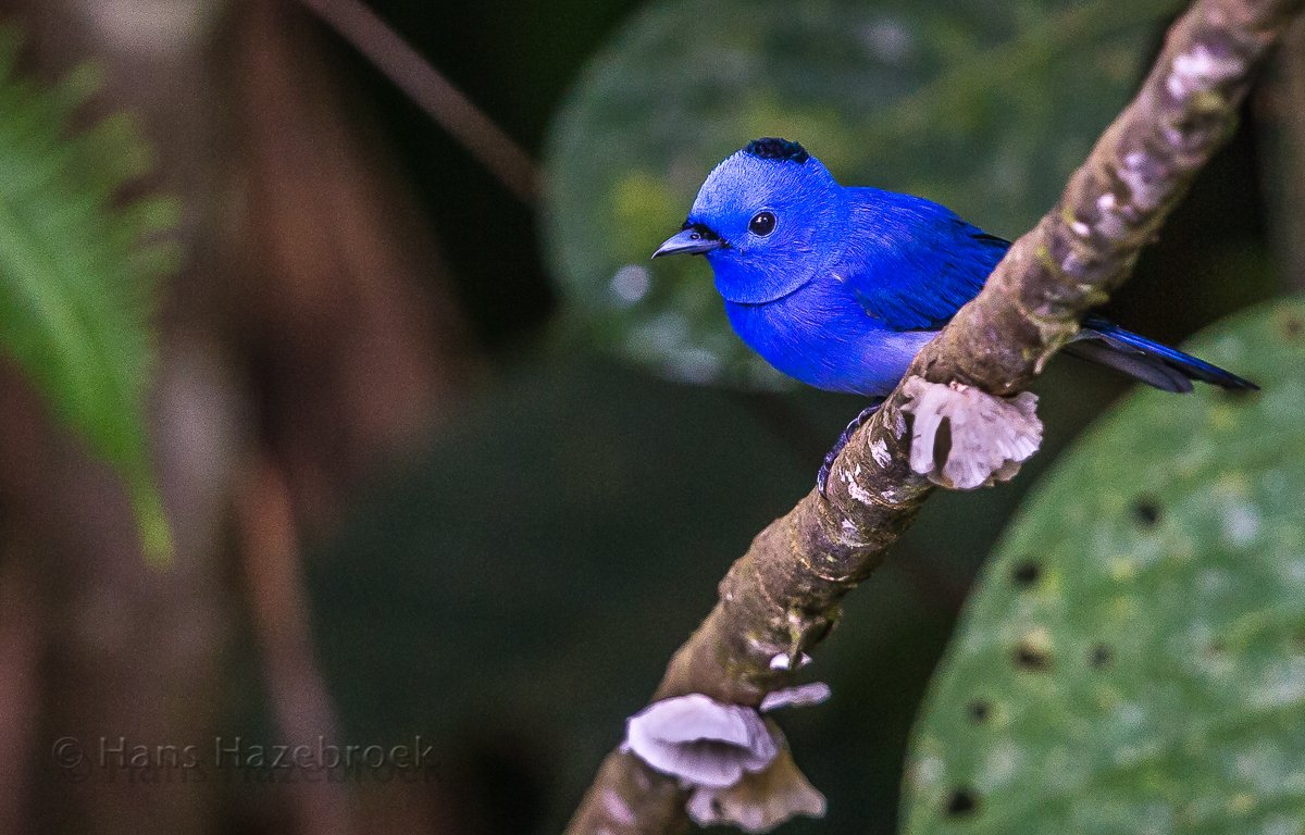 Real Life Twitter Bird