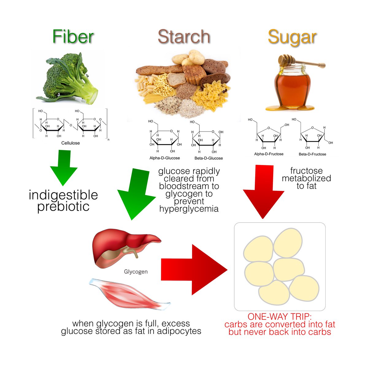 Cellulose Foods